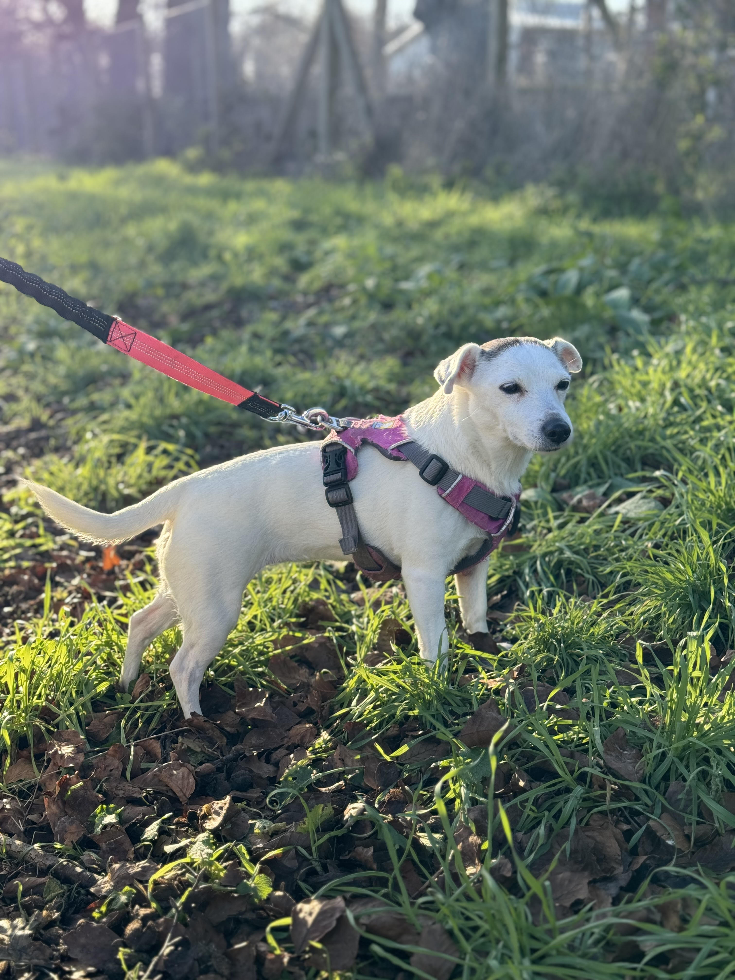 About Us – Helping Hounds