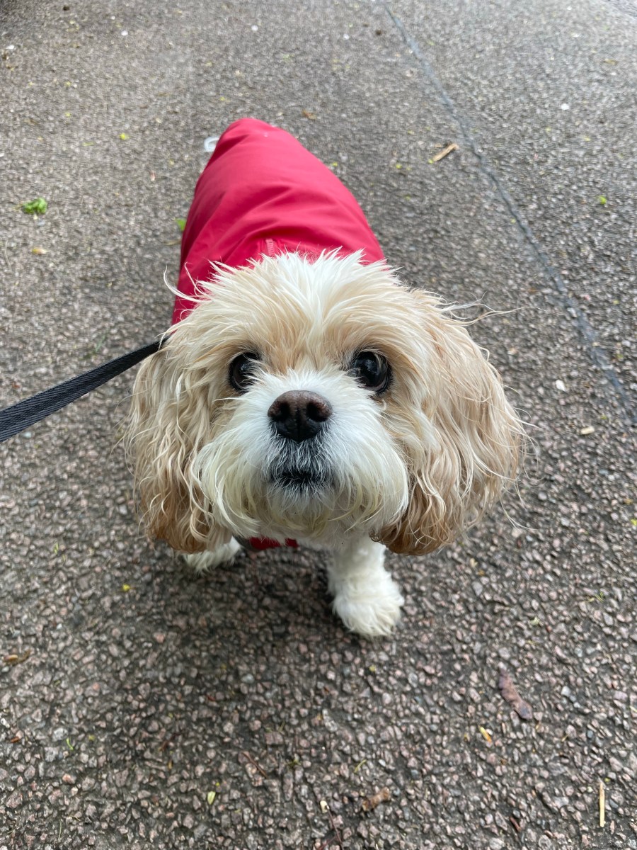 Walking the Wag: Unveiling the Multitude of Benefits from Regular Walks ...