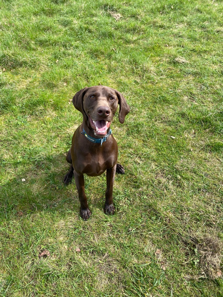 Fulfilling the Needs of Working Dog Breeds: A Guide to Happy and ...